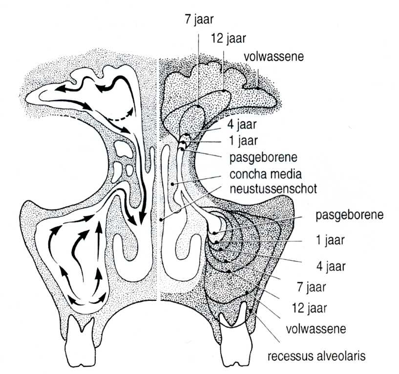9 Anatomie en fysiologie van de neus | SpringerLink