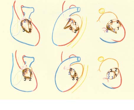 12 De mitralisklep | SpringerLink