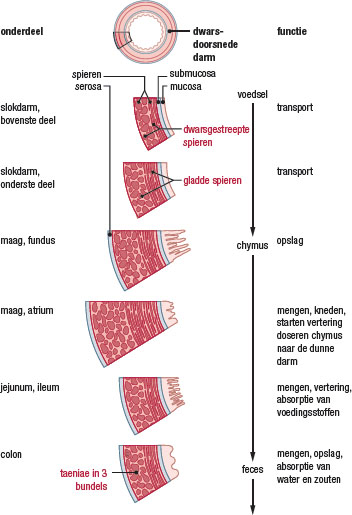 Functionele Anatomie en Fysiologie | SpringerLink