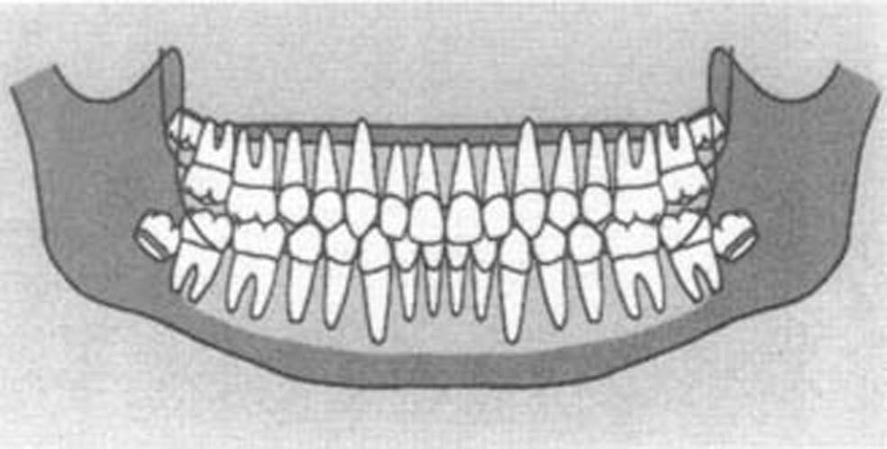 Ontwikkeling en groei van schedel, gelaat en gebit | SpringerLink