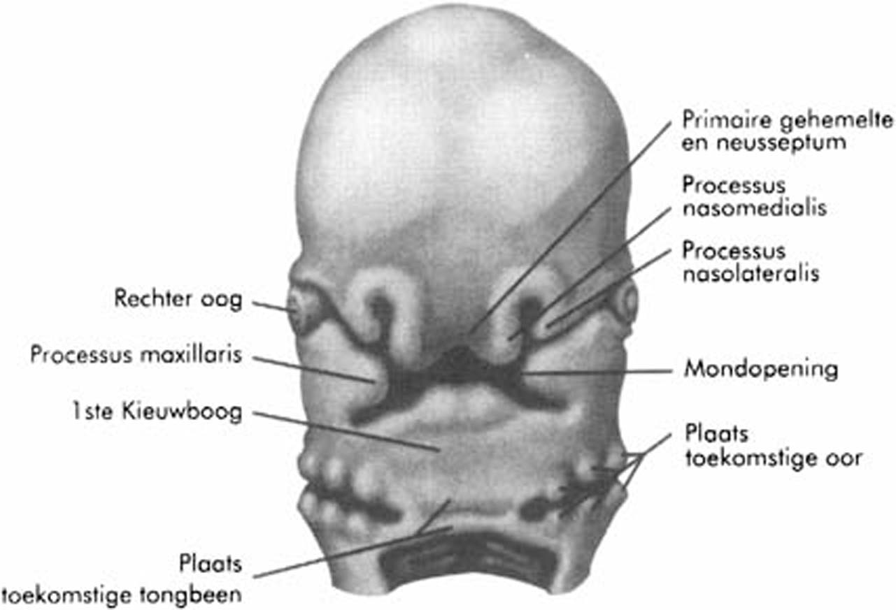 Ontwikkeling en groei van schedel, gelaat en gebit | SpringerLink