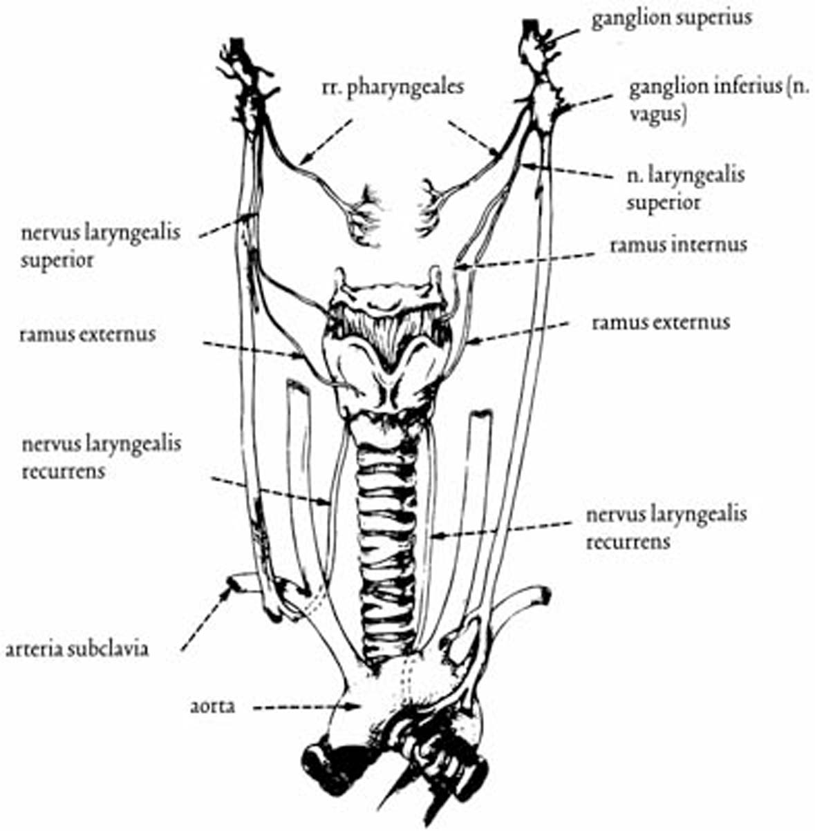 Perifere anatomie: ademapparaat en bovenste luchtwegen | SpringerLink