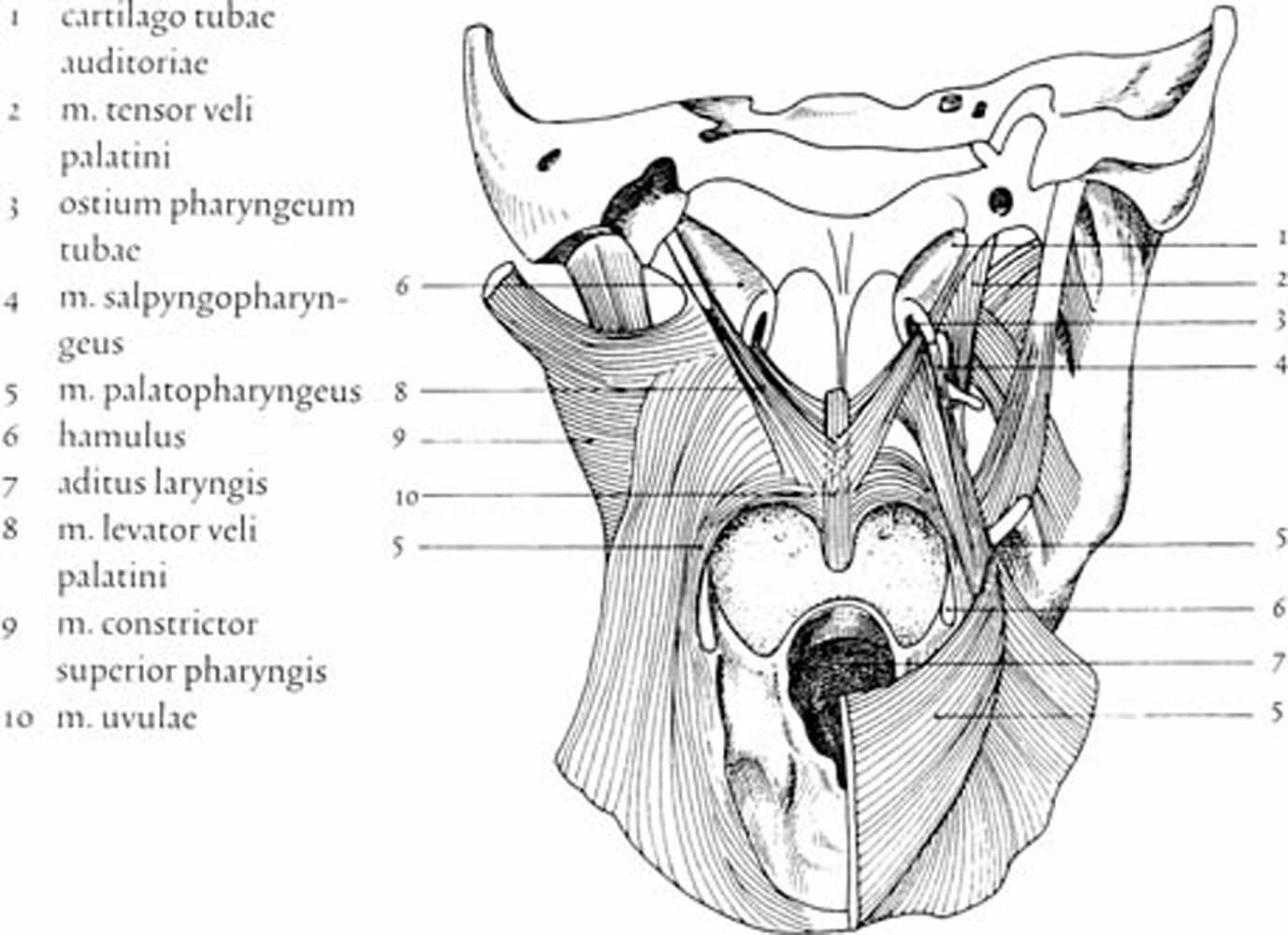 Perifere anatomie: ademapparaat en bovenste luchtwegen | SpringerLink