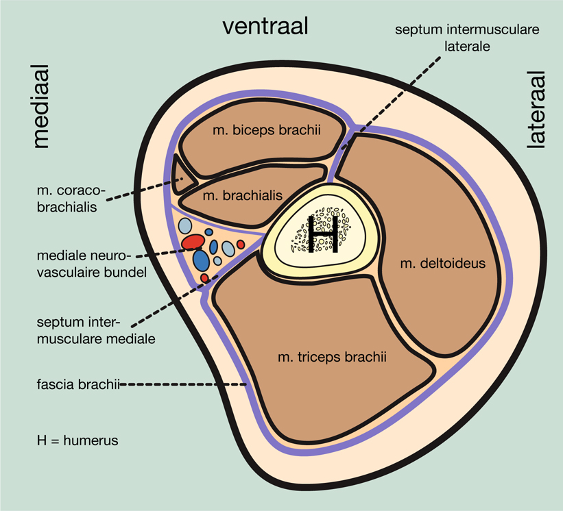 6a Compressieneuropathie van de n. ulnaris | SpringerLink