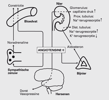 ACE-remmers | SpringerLink