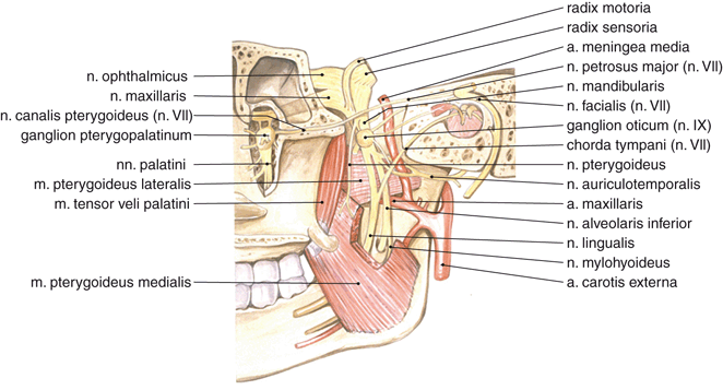 Anatomie van de nervus trigeminus | SpringerLink
