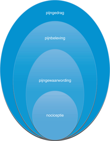 Neurofysiologie van pijn | SpringerLink