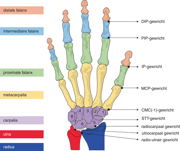 De hand en de pols | SpringerLink