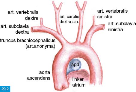 Aorta thoracalis en abdominalis | SpringerLink