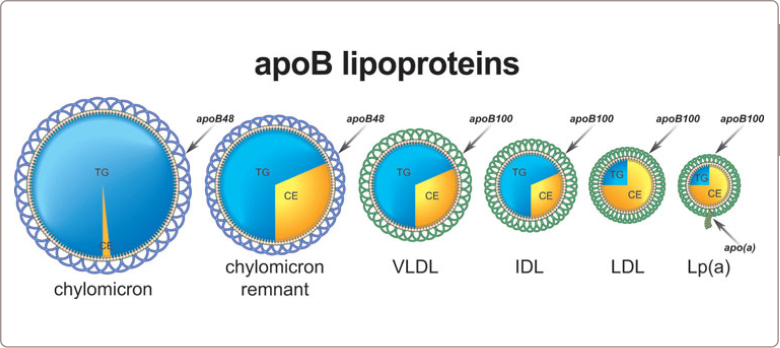 The Life History of ApoB Lipoprotein Particles | SpringerLink