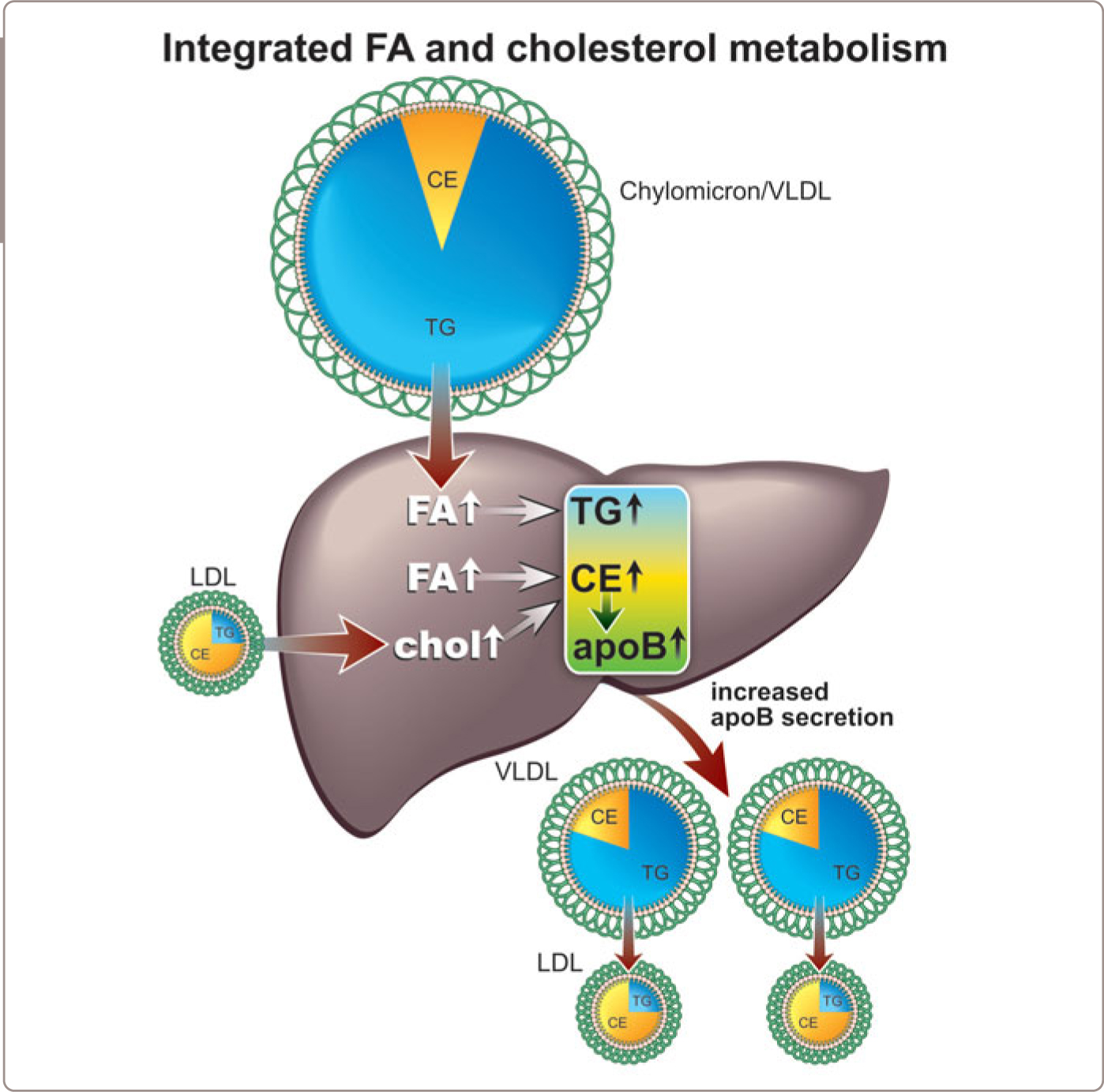 The Life History of ApoB Lipoprotein Particles | SpringerLink