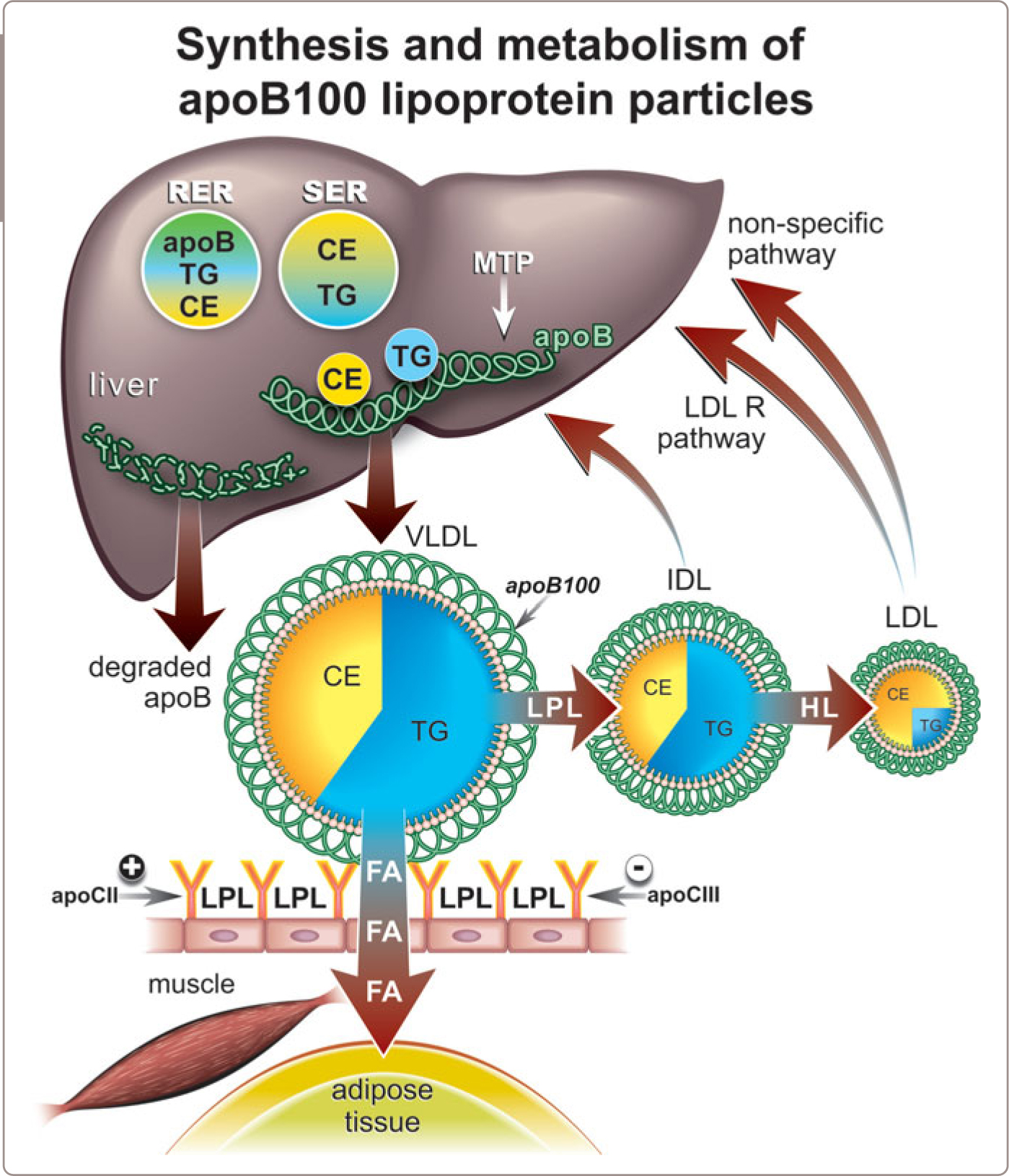The Life History of ApoB Lipoprotein Particles | SpringerLink