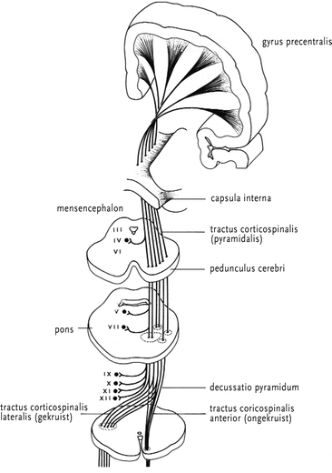 Motorische en sensomotorische stoornissen | SpringerLink