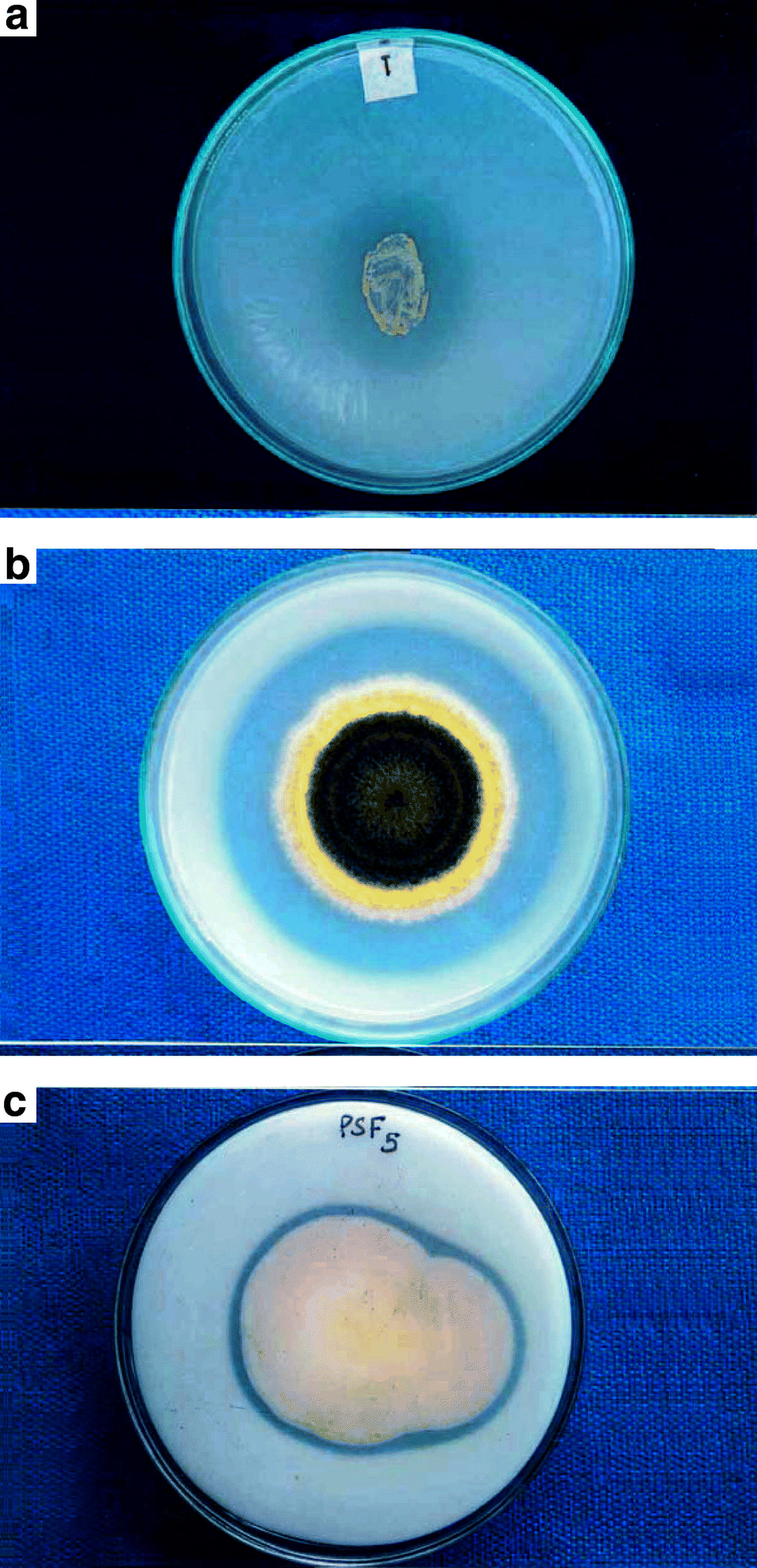 Role of Phosphate Solubilizing Microorganisms in Sustainable ...