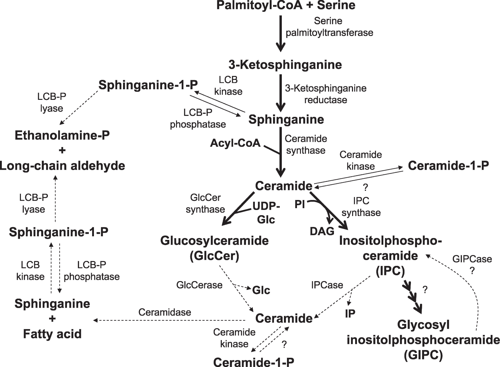 Plant Sphingolipids: Structure, Synthesis and Function | SpringerLink