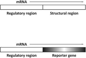Reporter Gene | SpringerLink