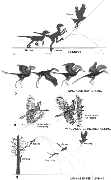 Palaeoecology, Aerodynamics, and the Origin of Avian Flight | SpringerLink