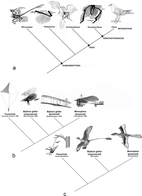 Palaeoecology, Aerodynamics, and the Origin of Avian Flight | SpringerLink