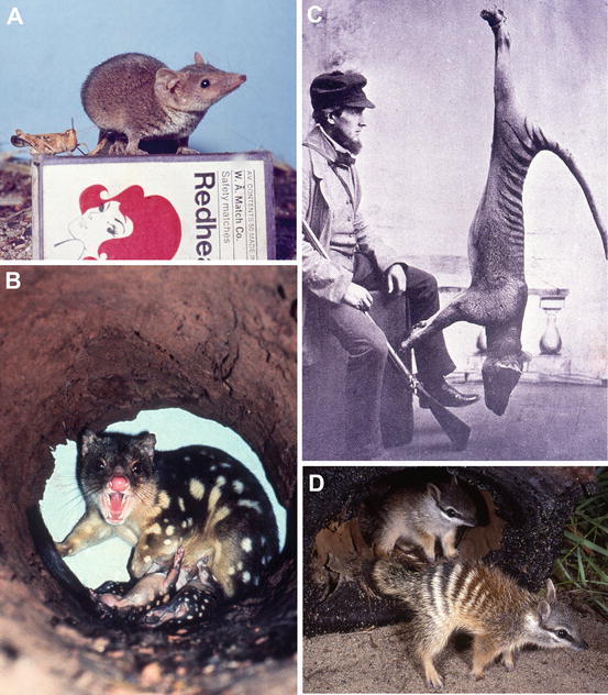 The Rise of Australian Marsupials: A Synopsis of Biostratigraphic ...
