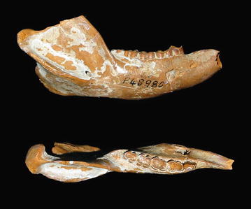 The Rise of Australian Marsupials: A Synopsis of Biostratigraphic ...