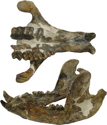 The Rise of Australian Marsupials: A Synopsis of Biostratigraphic ...