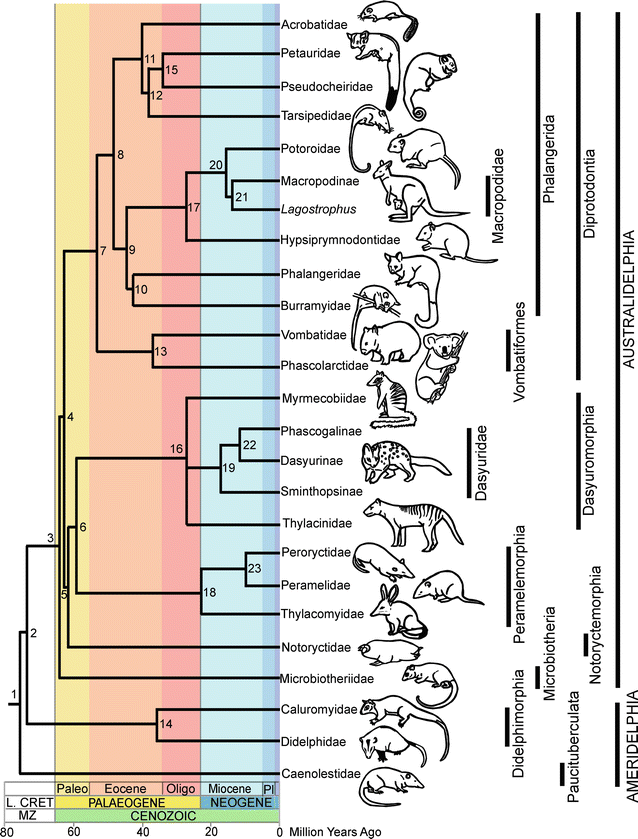 The Rise of Australian Marsupials: A Synopsis of Biostratigraphic ...