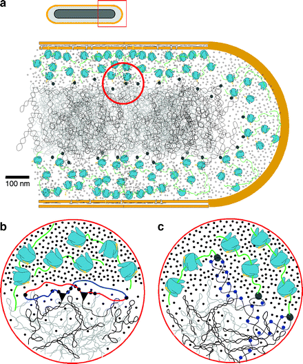 Nucleoid Structure and Segregation | SpringerLink