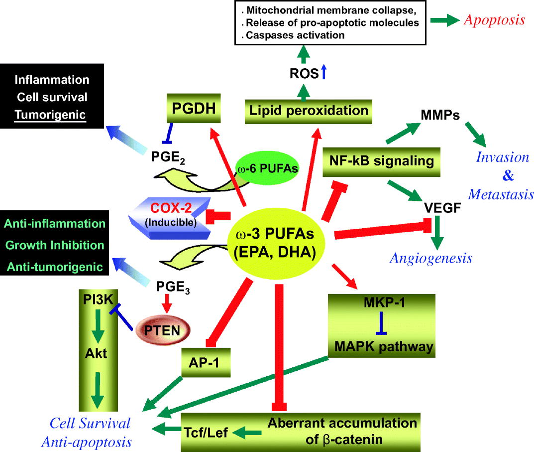 ω-3 PUFAs and Other Cancers | SpringerLink