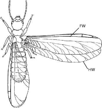 An Introduction to Termites: Biology, Taxonomy and Functional ...
