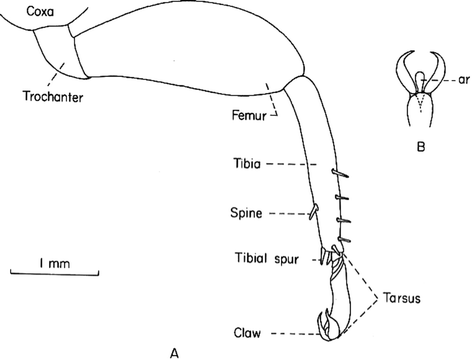 An Introduction to Termites: Biology, Taxonomy and Functional ...