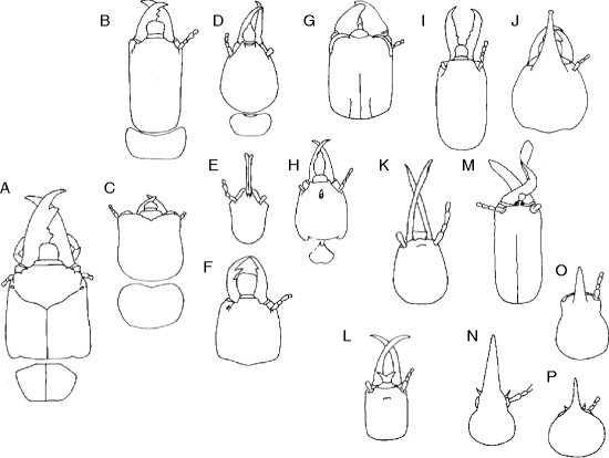An Introduction to Termites: Biology, Taxonomy and Functional ...