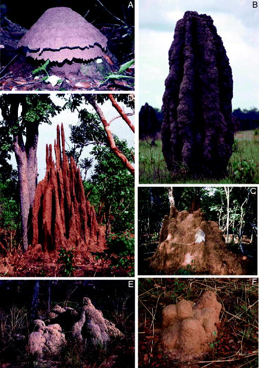 Termite Mound Architecture, from Function to Construction | SpringerLink