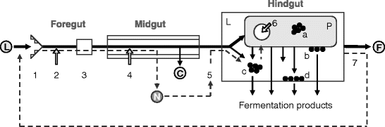 Role of the Termite Gut Microbiota in Symbiotic Digestion | SpringerLink