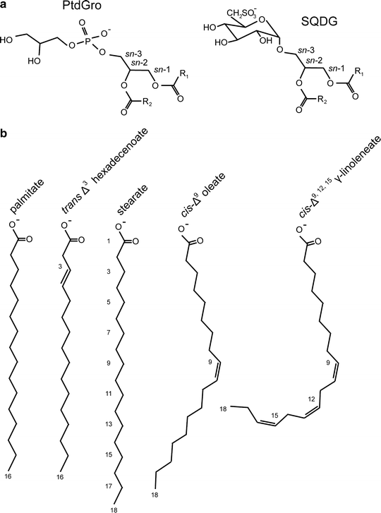 Chapter 12 The Anionic Chloroplast Membrane Lipids ...