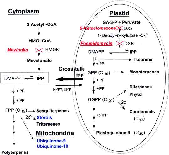 Chapter 7 The Non-mevalonate DOXP/MEP (Deoxyxylulose 5-Phosphate ...