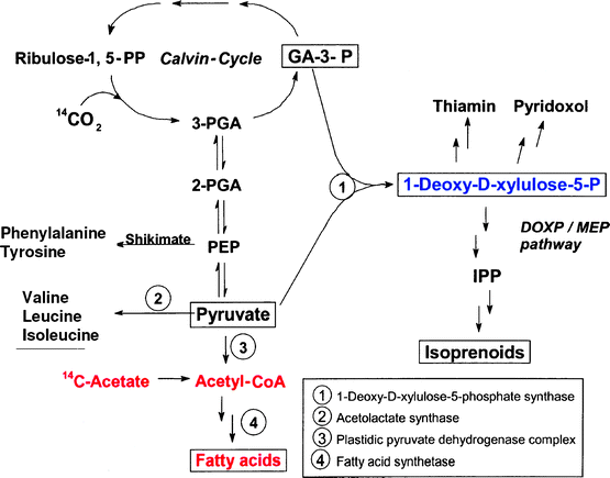 Chapter 7 The Non-mevalonate DOXP/MEP (Deoxyxylulose 5-Phosphate ...