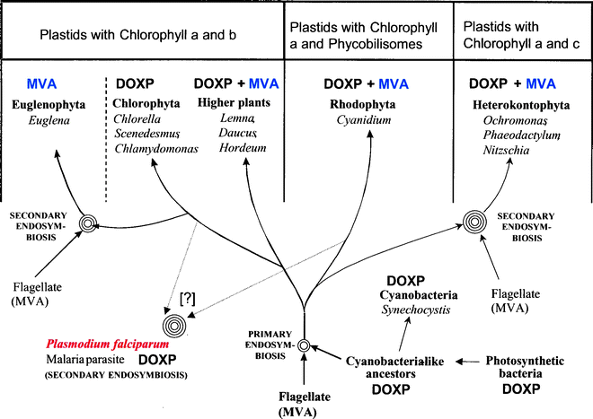 Chapter 7 The Non-mevalonate DOXP/MEP (Deoxyxylulose 5-Phosphate ...