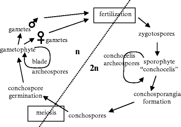 The Role of Porphyra in Sustainable Culture Systems: Physiology and ...