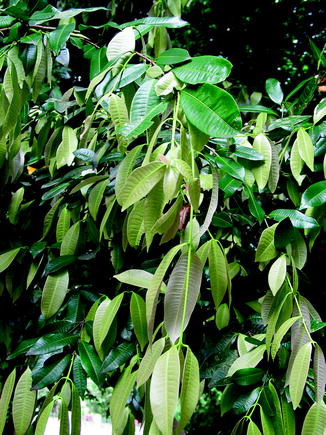 Bouea oppositifolia | SpringerLink