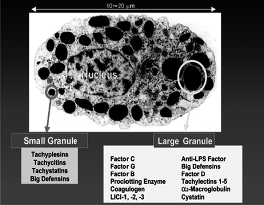 Endotoxin Detection – from Limulus Amebocyte Lysate to Recombinant ...