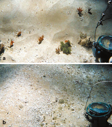 Neritic Depositional Environments | SpringerLink
