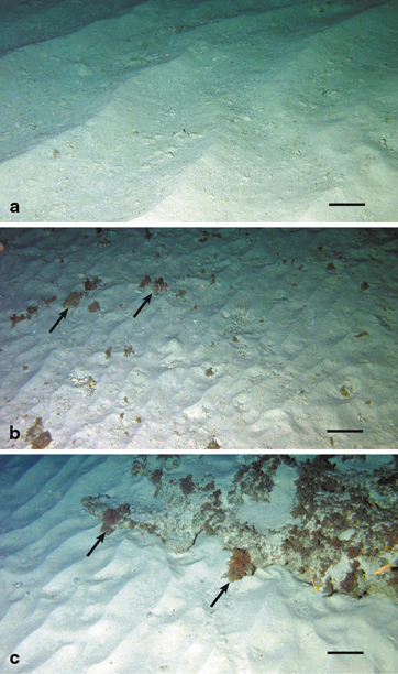 Neritic Depositional Environments | SpringerLink