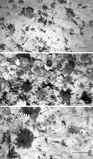 Neritic Depositional Environments | SpringerLink