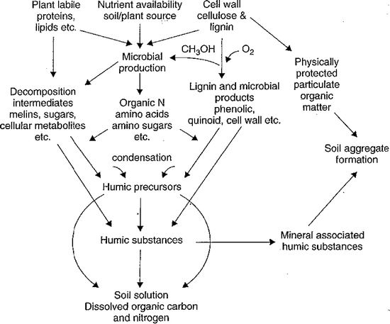 The Role of Microbial Communities in the Formation and Decomposition of ...