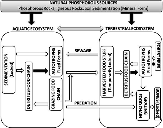 Eutrophication: Threat to Aquatic Ecosystems | SpringerLink