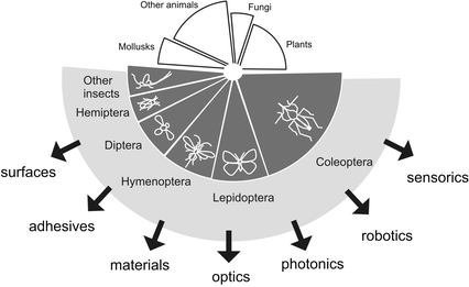 Insect-Inspired Technologies: Insects as a Source for Biomimetics ...