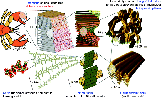 Chitin Nanostructures in Living Organisms | SpringerLink