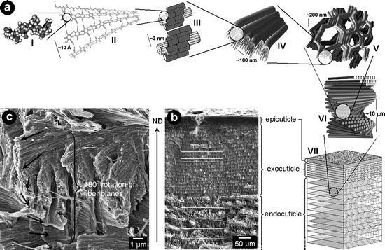 Chitin in the Exoskeletons of Arthropoda: From Ancient Design to Novel ...