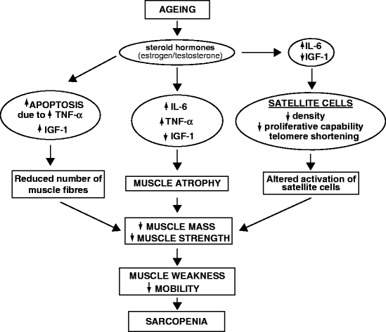 Muscle Wasting in Cancer and Ageing: Cachexia Versus Sarcopenia ...