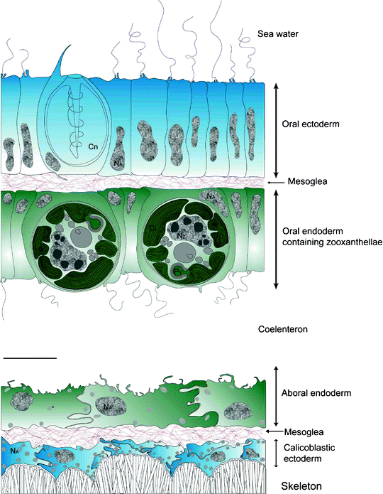Coral Calcification, Cells to Reefs | SpringerLink